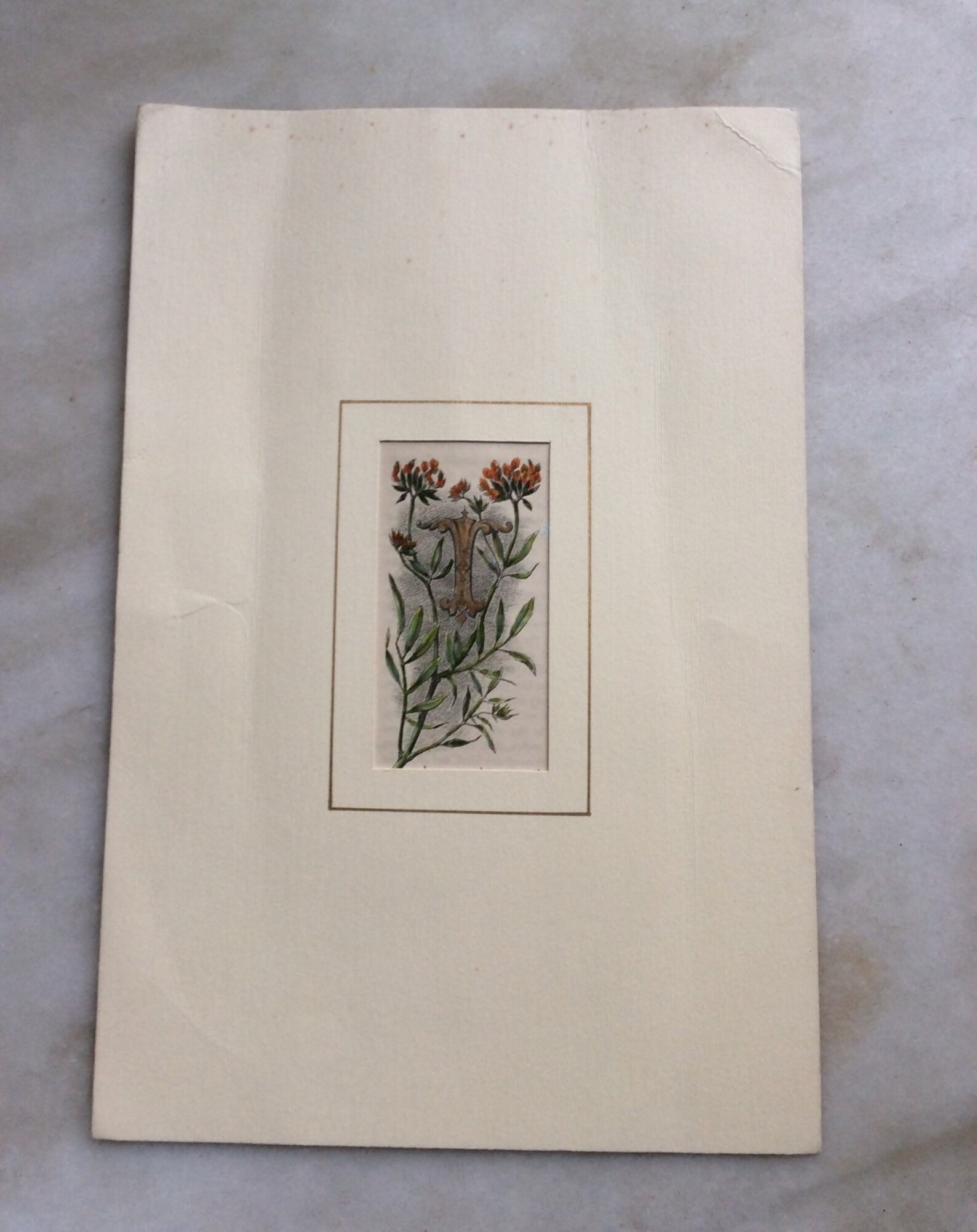 Original Hand Colored Engraving of Capital Letter T With - Etsy