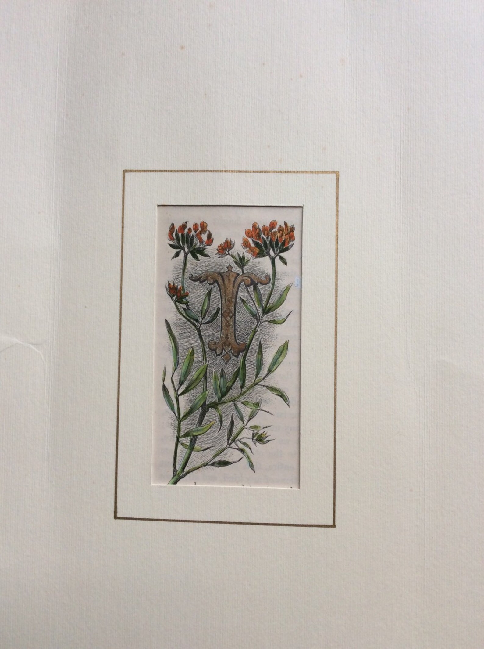 Original Hand Colored Engraving of Capital Letter T With | Etsy