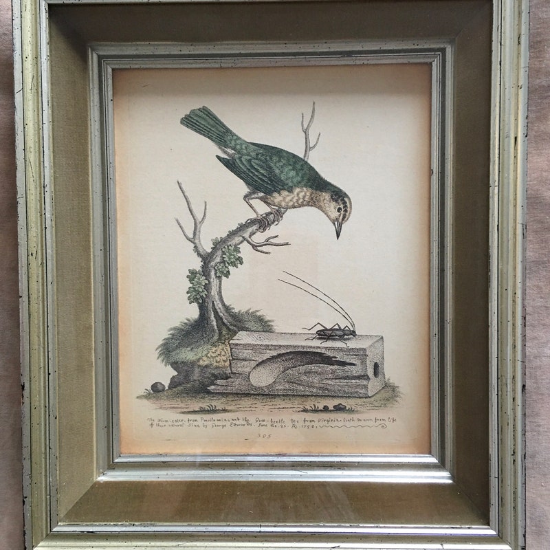 Bird Engraving - Etsy