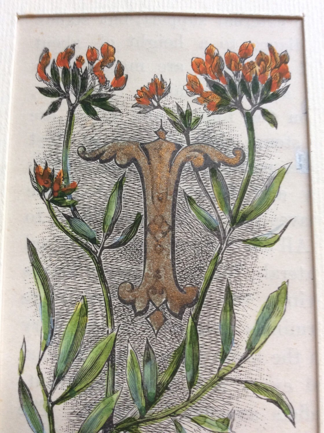 Original Hand Colored Engraving of Capital Letter T With - Etsy