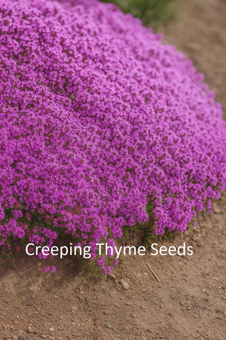 1000+ Creeping Thyme Seeds (thymus Serpyllum) – Perennial Purple Groundcover – Fragrant Lawn ...