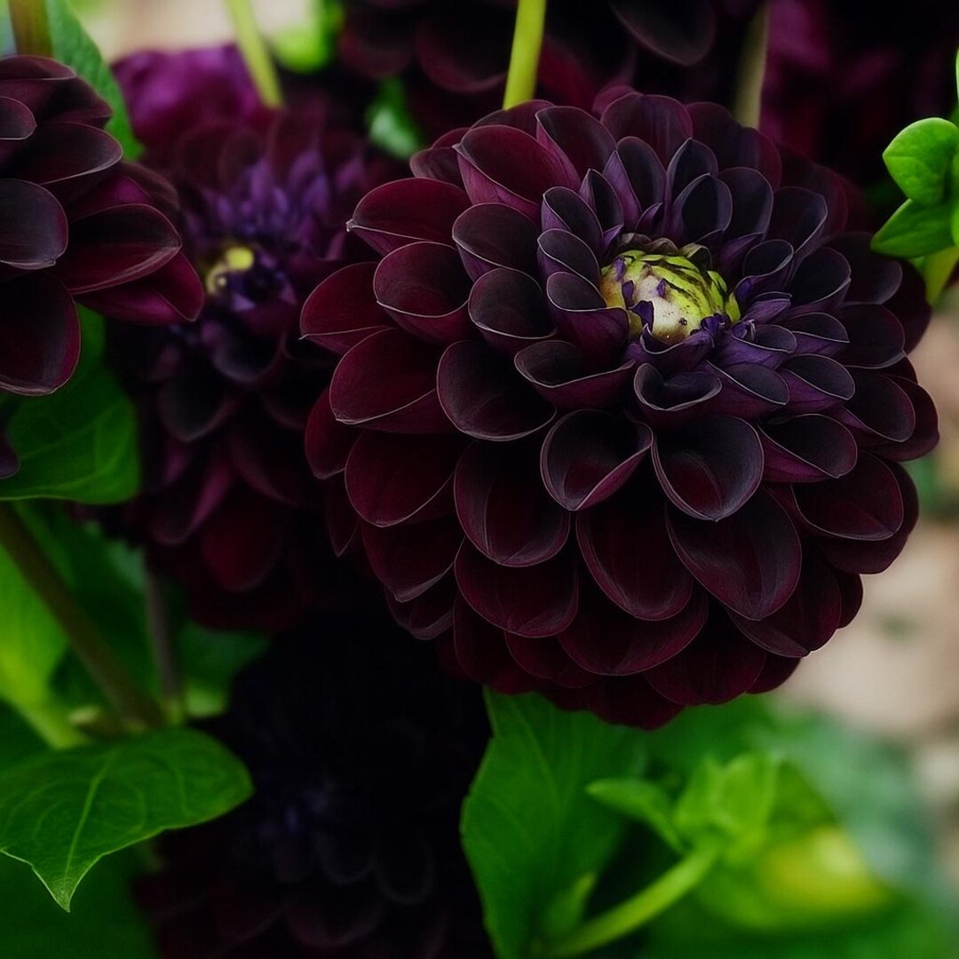 Rare Dahlia Flower Seeds, Mixed Colors, Perennial Blooms (20 PCS) - Etsy