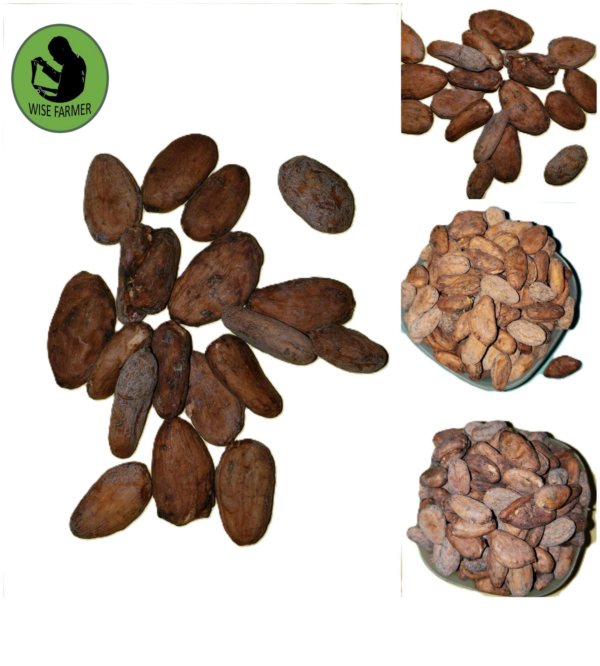 Raw Nigerian Cocoa Beans: Unroasted Chocolate Making, Bulk Available - Etsy