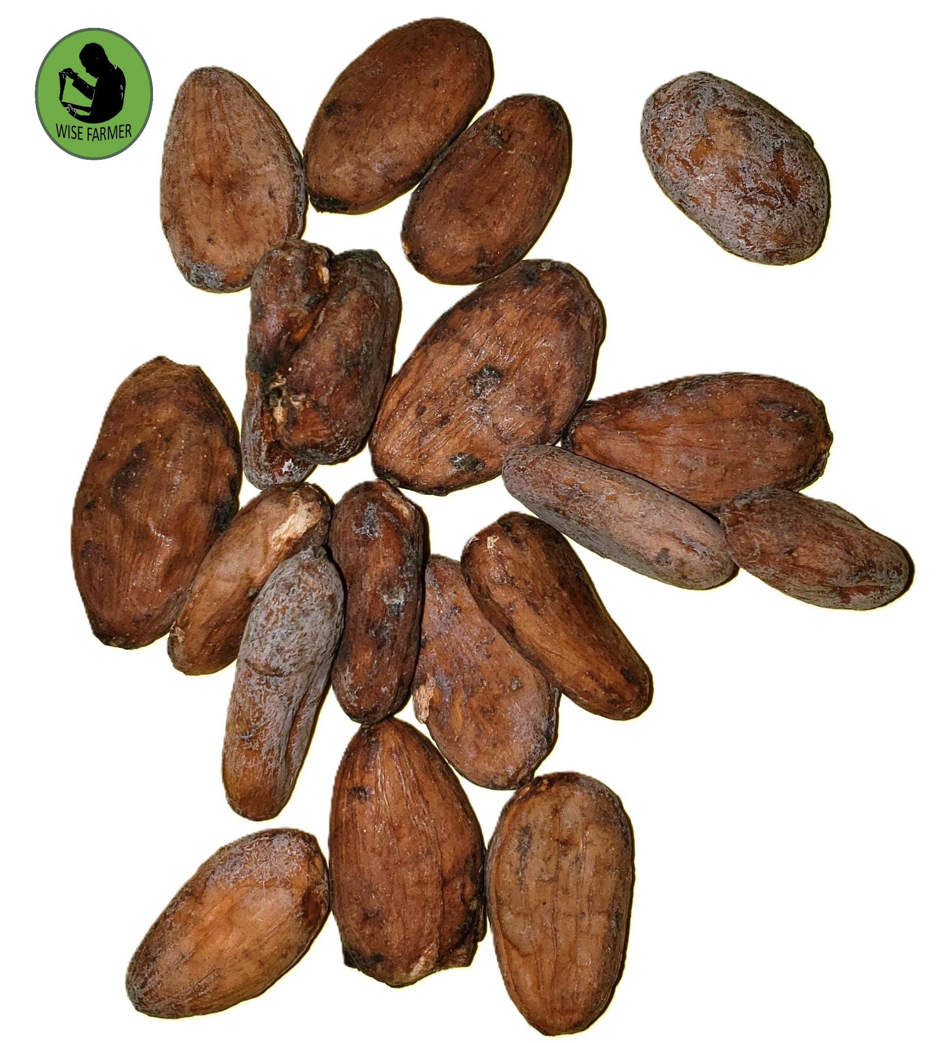 Raw Nigerian Cocoa Beans: Unroasted Chocolate Making, Bulk Available - Etsy