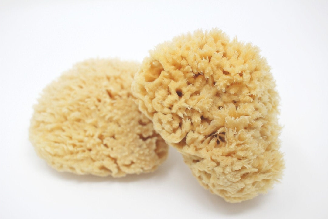 Sea Sponge, Natural Wool Sea Sponge, 4-5 Inch Sea Sponge, FREE SHIPPING ...