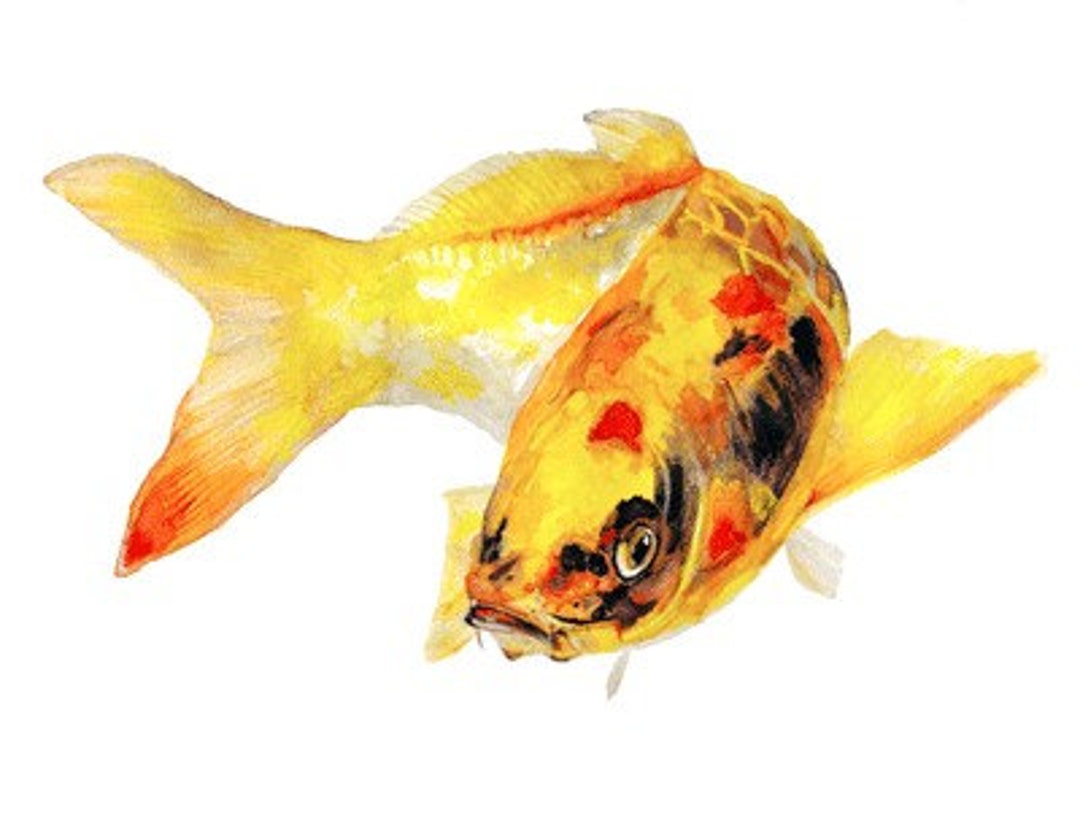 Yellow Koi Fish Watercolor Print Signed by Artist Stephanie Kriza - Etsy