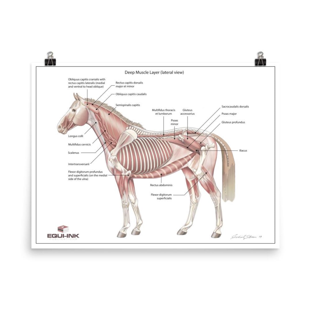 Equine Deep Muscle Layer (lateral View) - Matte Finish - Etsy UK