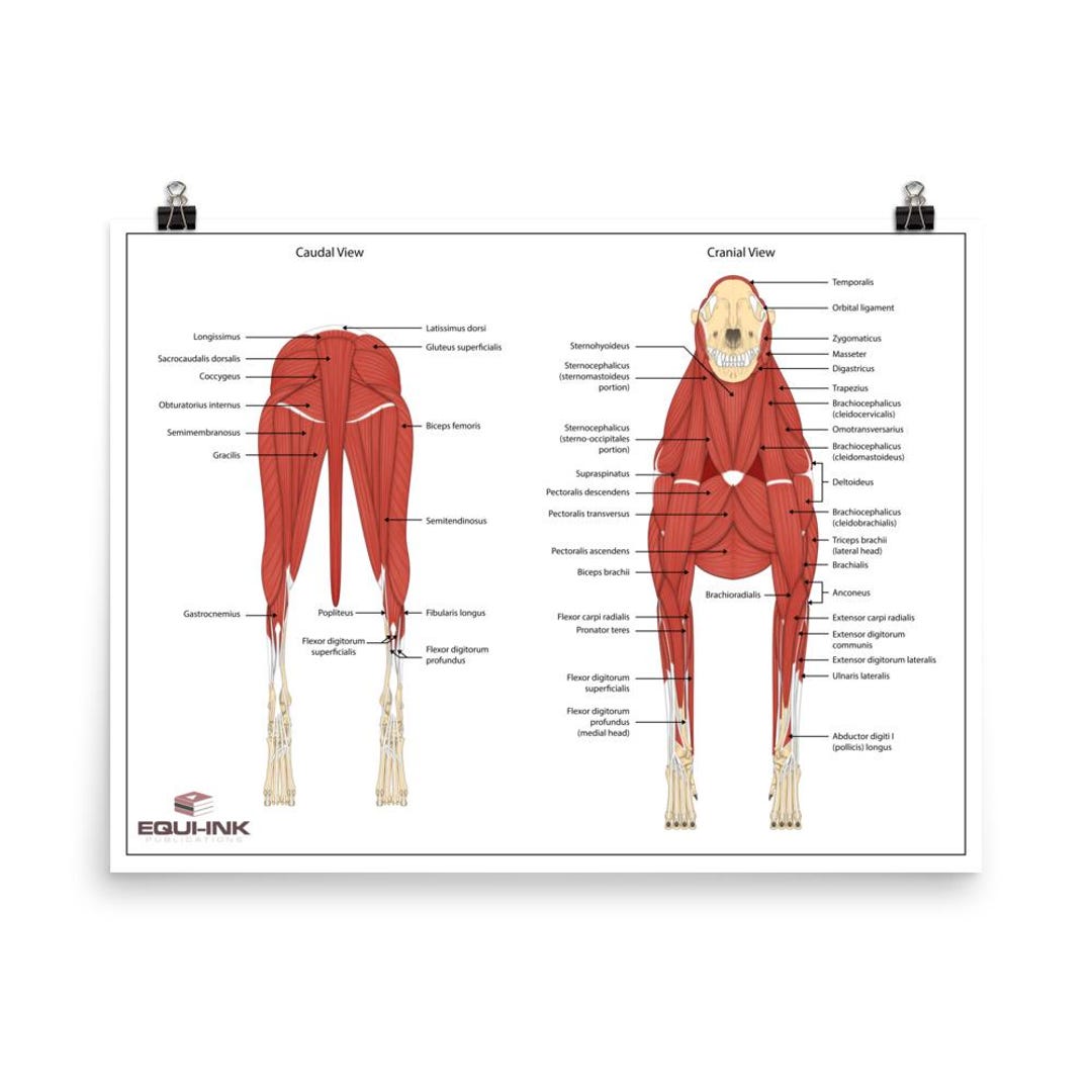 Canine Superficial Layer Muscles Cranial and Caudal Views (matte Finish ...