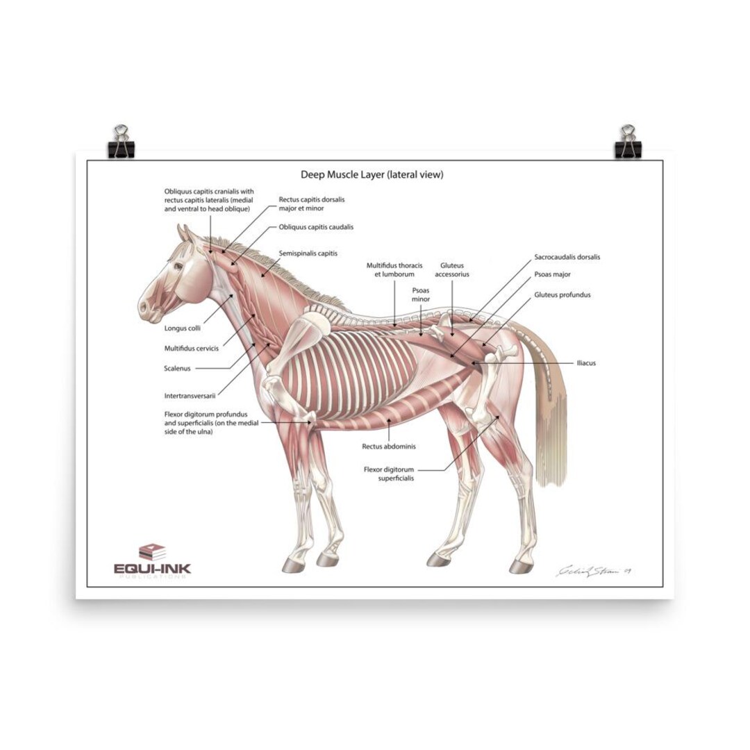 Equine Deep Muscle Layer (lateral View) - Luster Finish - Etsy