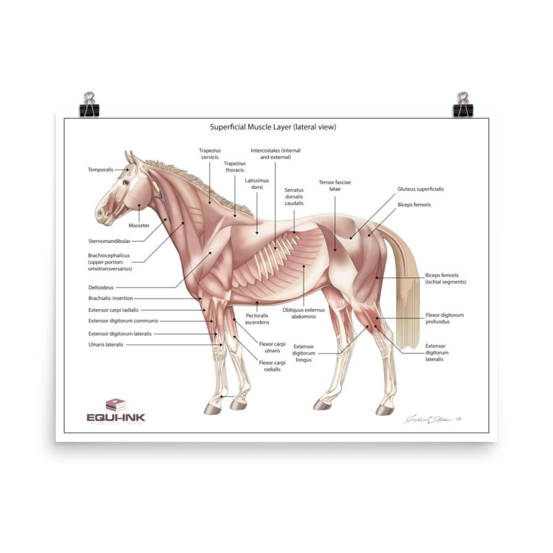 Equine Superficial Muscle Layer (lateral View) - Matte Finish - Etsy