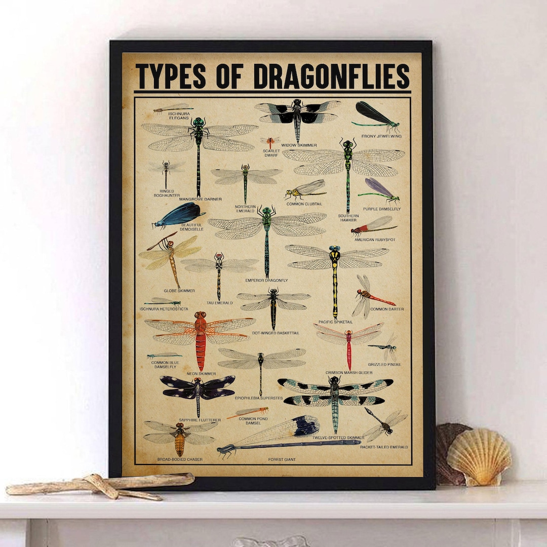 Vintage Dragonfly Chart Poster: Educational Insect Wall Art - Etsy