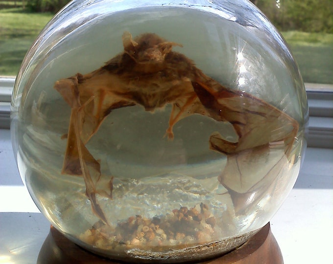 Very Cool Encased Bat in Glass Paperweight - Etsy
