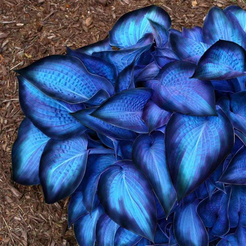 Midnight Blue Hosta Seeds - Etsy