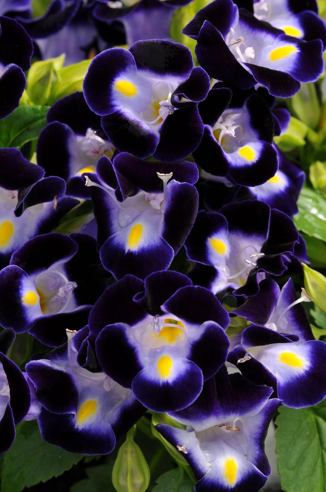 Kauai Deep Blue Torenia Seeds Pelleted Shade Flower Seeds - Etsy