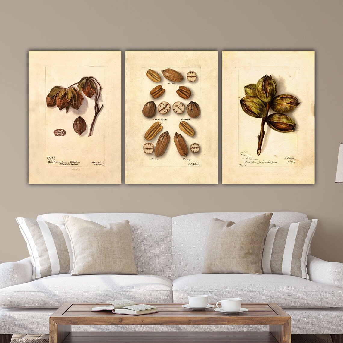 Vintage Nut Sketches Large Canvas Wall Art Early 1900 | Etsy