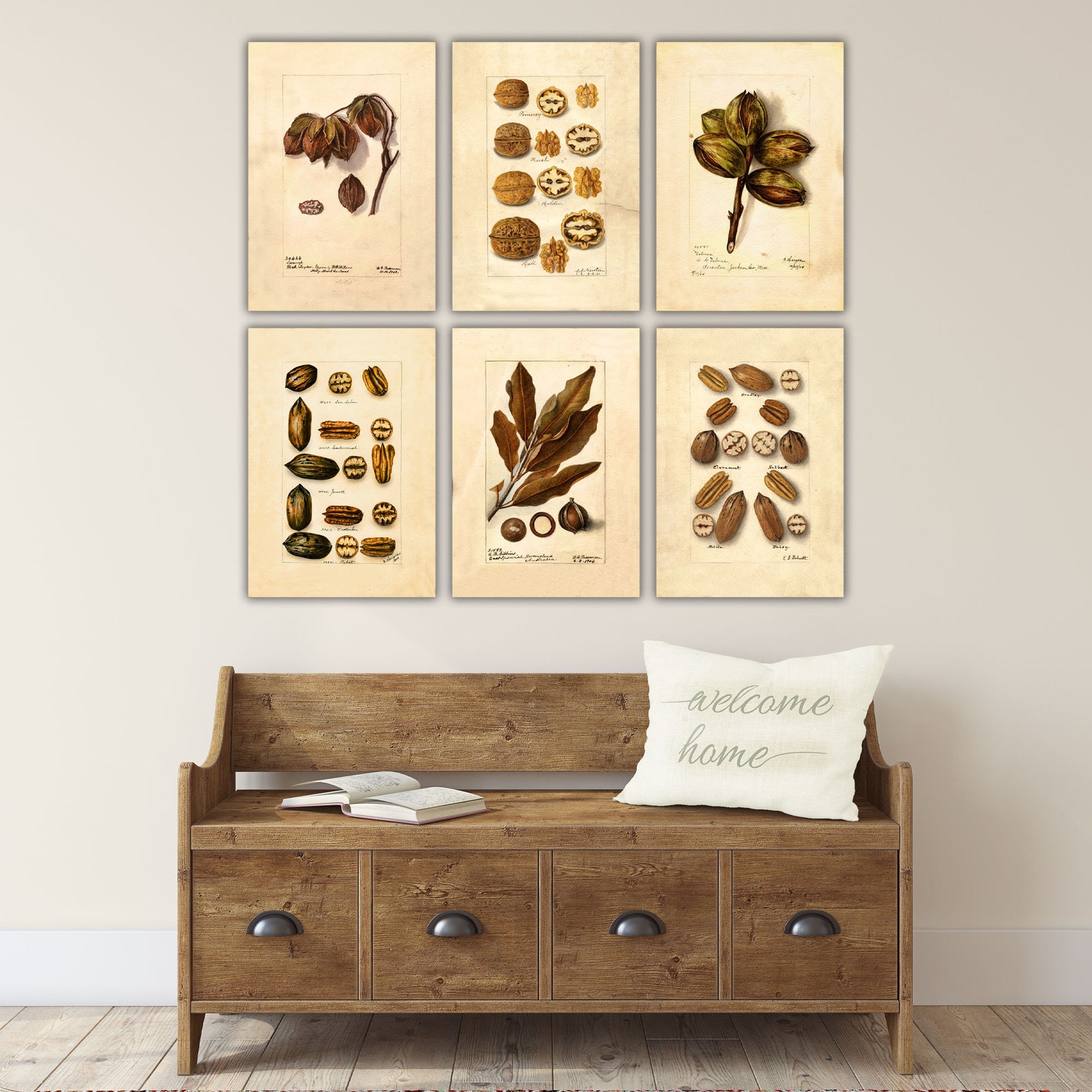 Vintage Nut Sketches, Large Canvas Wall Art, Early 1900 Botanical ...