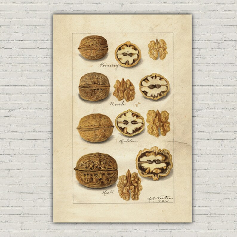Vintage Nut Sketches, Large Canvas Wall Art, Early 1900 Botanical ...