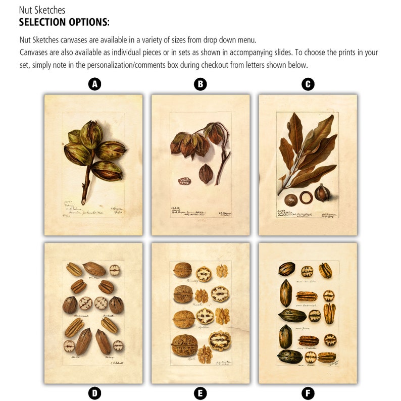 Vintage Nut Sketches, Large Canvas Wall Art, Early 1900 Botanical ...