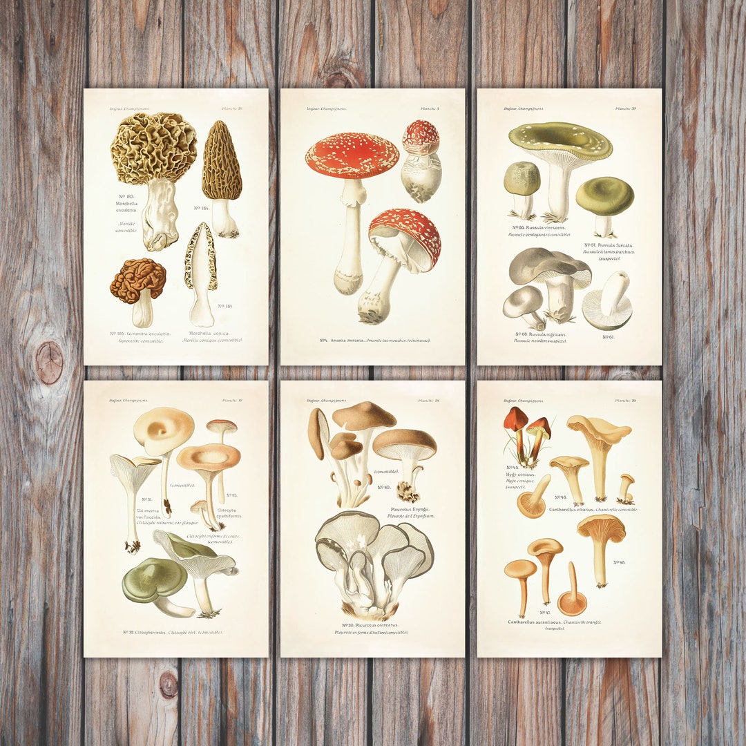Vintage Mushroom Canvas Prints, Large Wall Art, Unique Kitchen Canvas ...