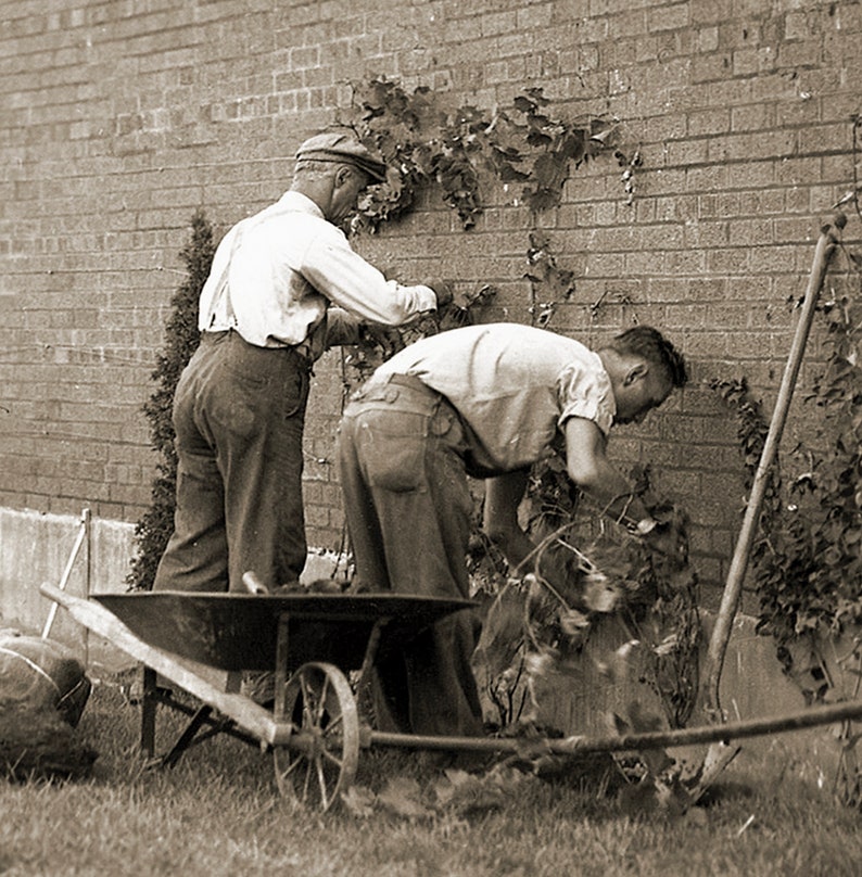 Chicago Cubs Wrigley Field Hanging of Ivy on Canvas Wrigley - Etsy