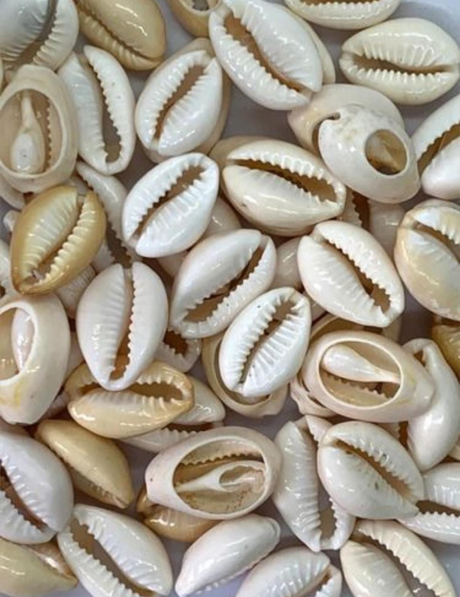 Lakshmi Kaudi Cowrie Shells, Natural Sea Kauri for Pooja, Polished ...