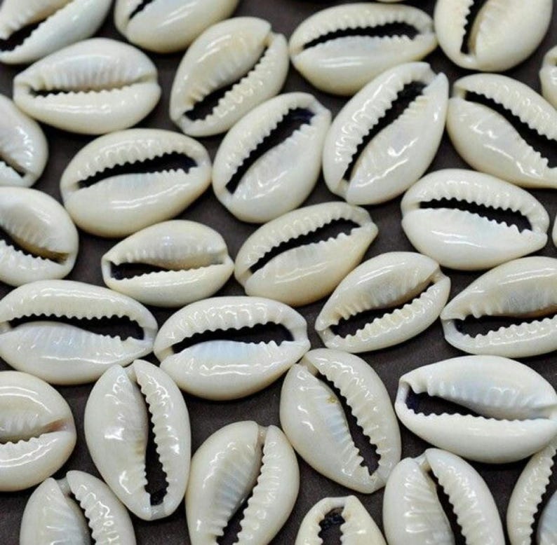 Lakshmi Kaudi Cowrie Shells, Natural Sea Kauri for Pooja, Polished ...