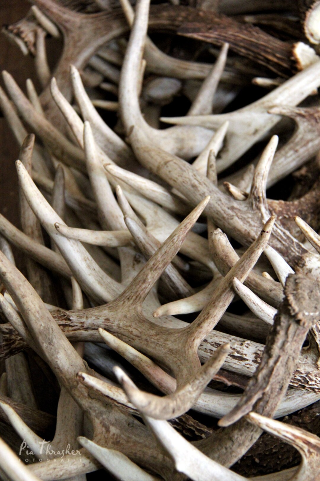 Antlers - Digital Download Photograph - Etsy