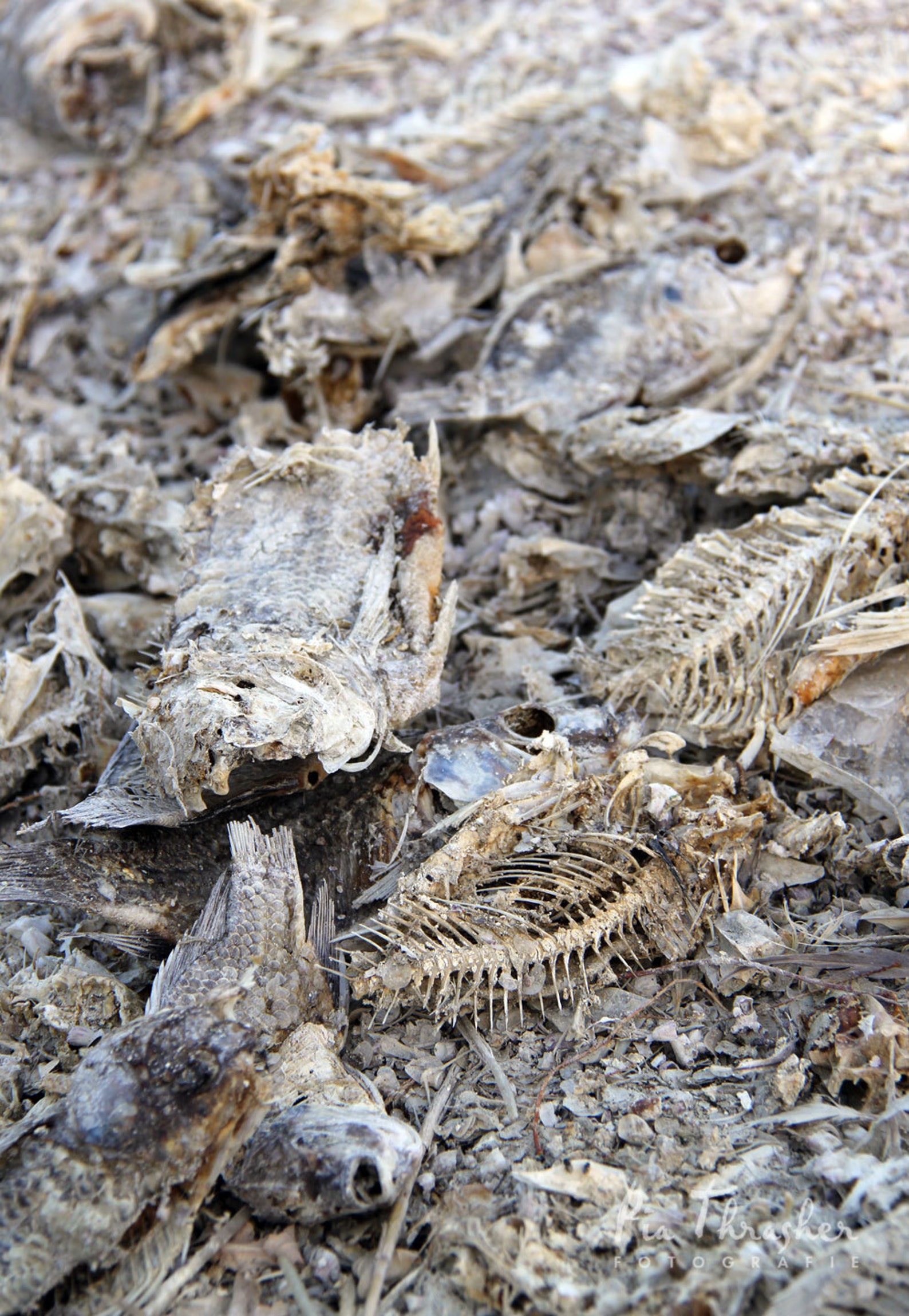 Pescado muerto en el mar de Salton Fotografía de descarga digital ...