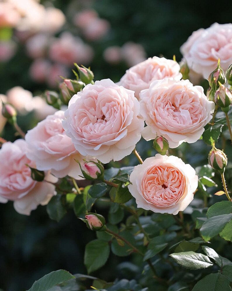 Maria Rose Seeds: Fragrant Perennial Garden Flower for Weddings - Etsy