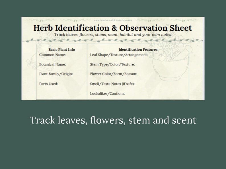 Herb Identification & Observation Sheet | Printable PDF for Herbal ...