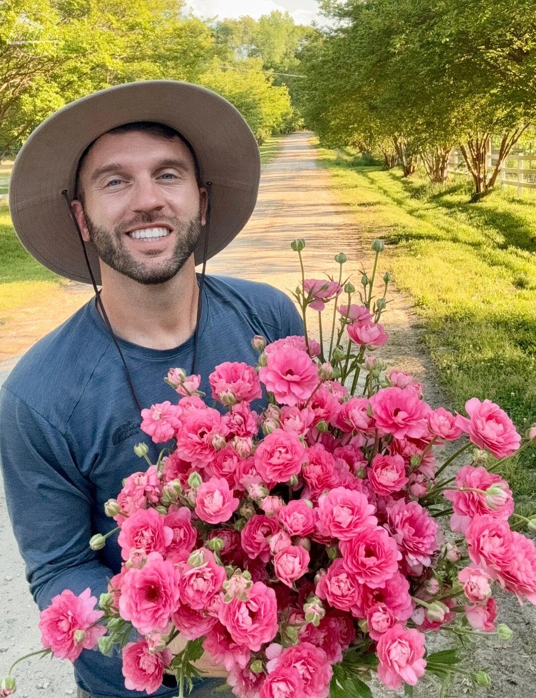 Moderna Ranunculus- Dolce - Etsy