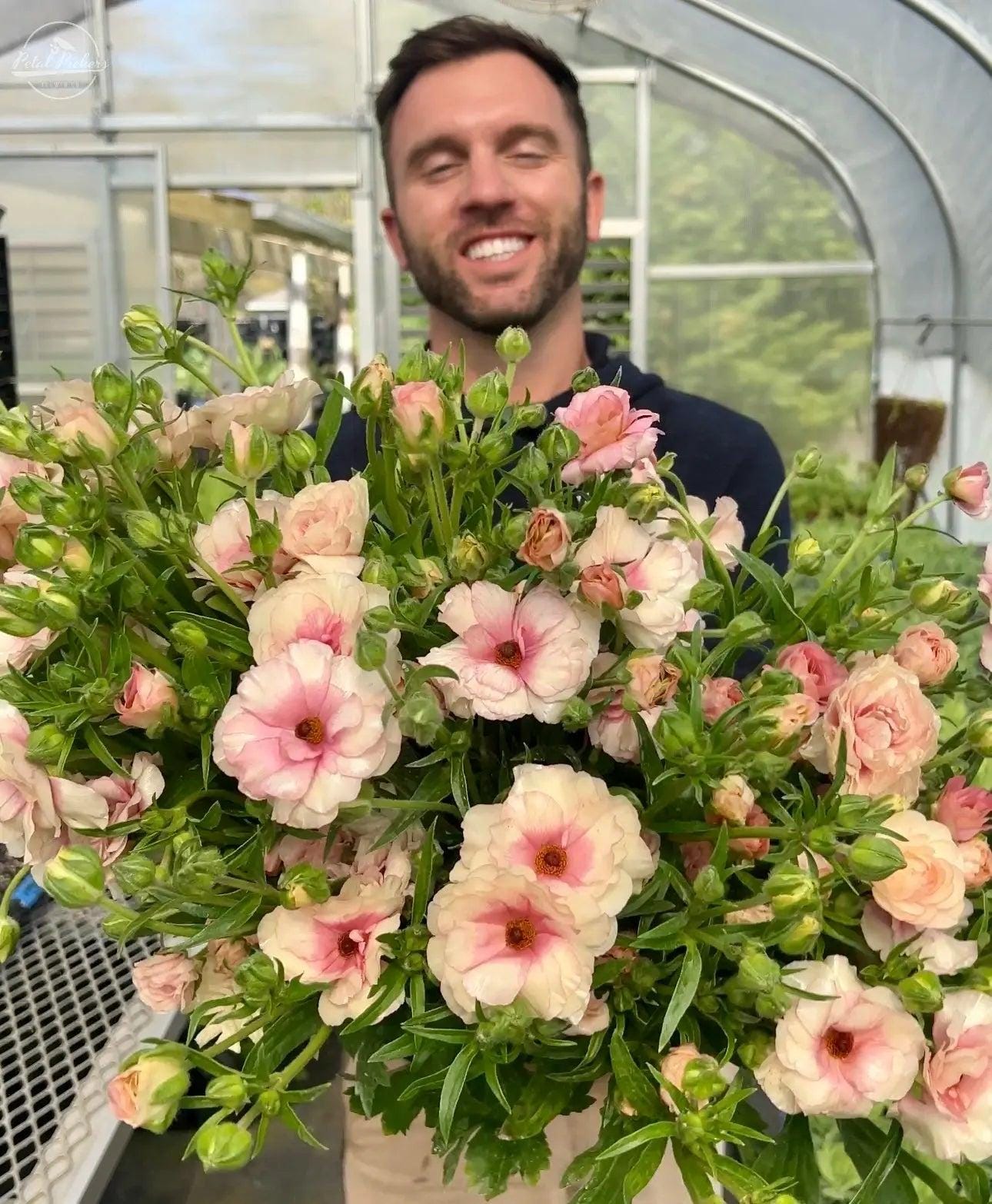 Butterfly Ranunculus- Ariadne - Etsy