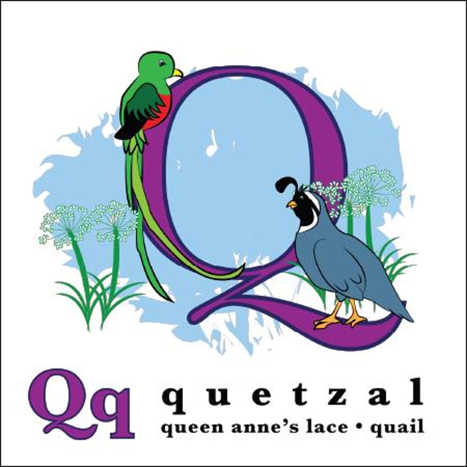 Letter Q Print | Quail, Quetzal, Queen Anne's Lace (digital Download ...