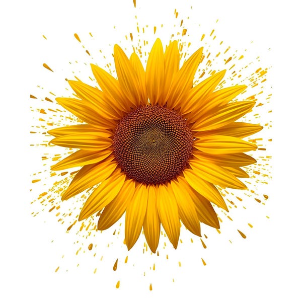 Flower Burst Prints - Etsy