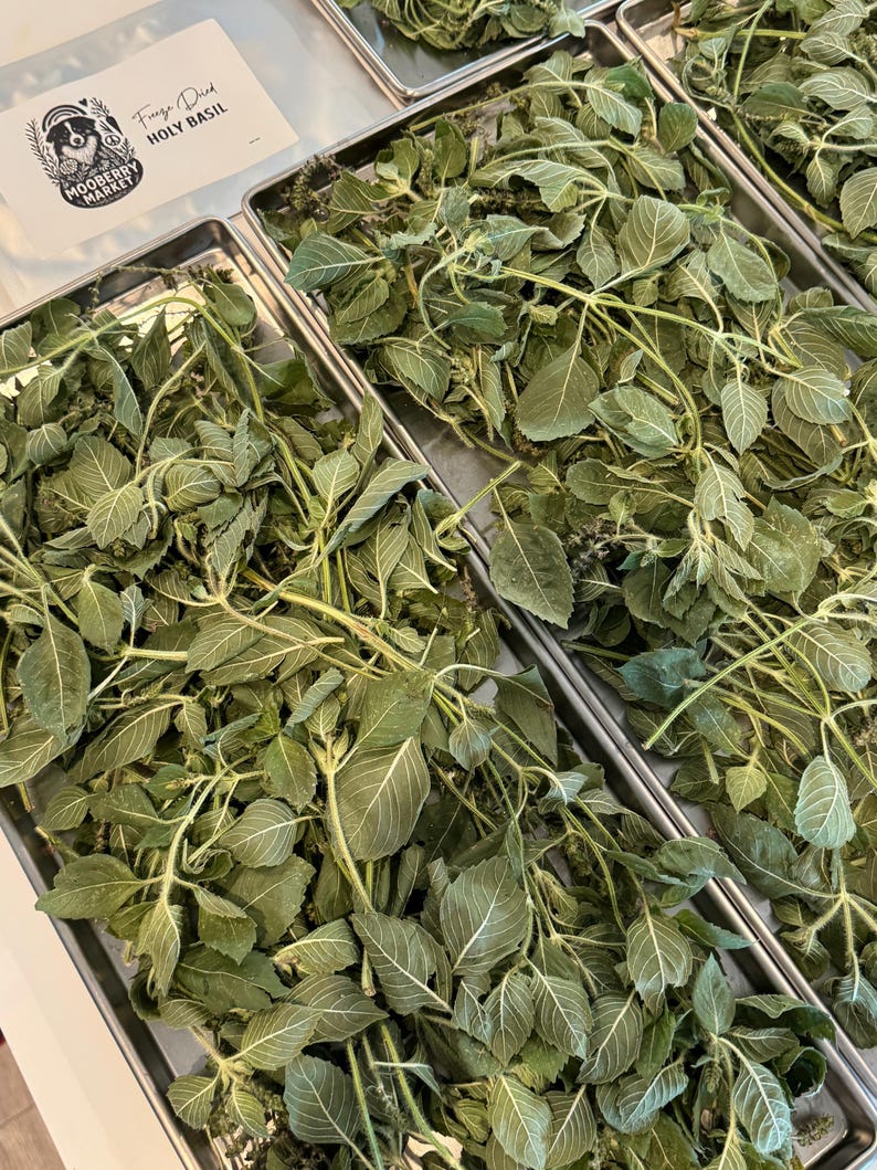 Freeze Dried Holy Basil Tulsi – Gallon Bag Tulsi Tea, Herbal Tea ...