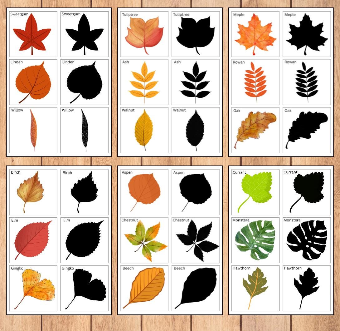 Fall Leaves Shadow Matching Game: Montessori Leaf Puzzle (PDF & JPG) - Etsy