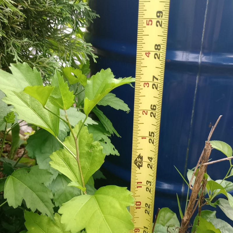 Rose of Sharon Plants - Etsy