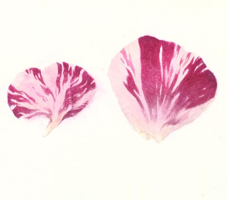 Rosa Mundi Botanical Illustration Print - Etsy