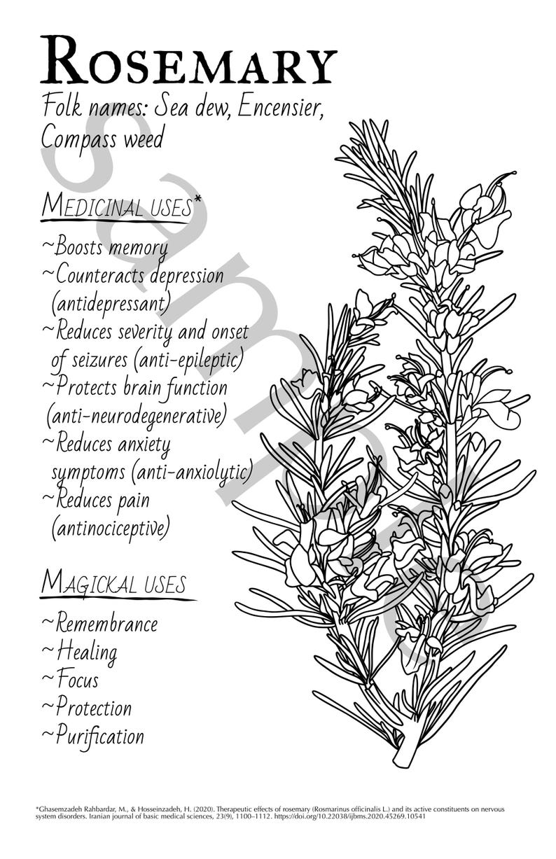 Magical & Medicinal Flowers - 3 Coloring Pages (rose, Lavender, and ...