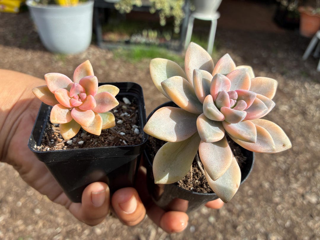 Graptoveria Paraguayense “jester” Rare Succulent - Etsy
