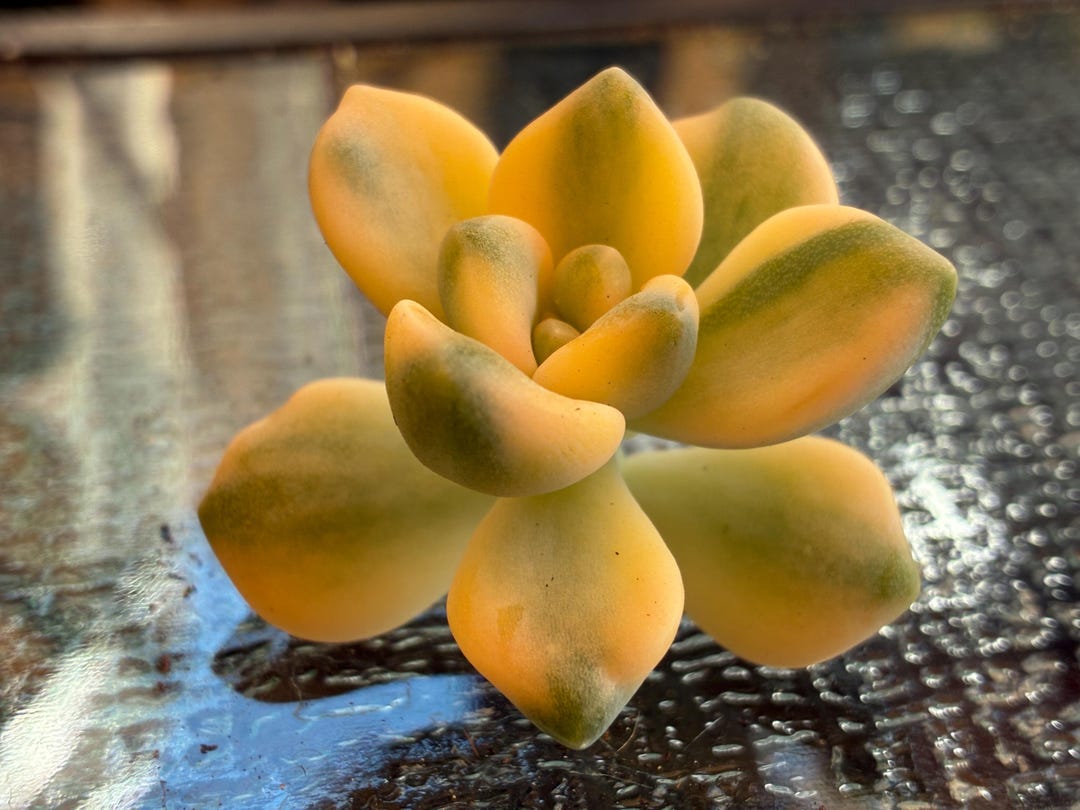 Graptoveria Titubans Variegated Korean Succulent - Etsy