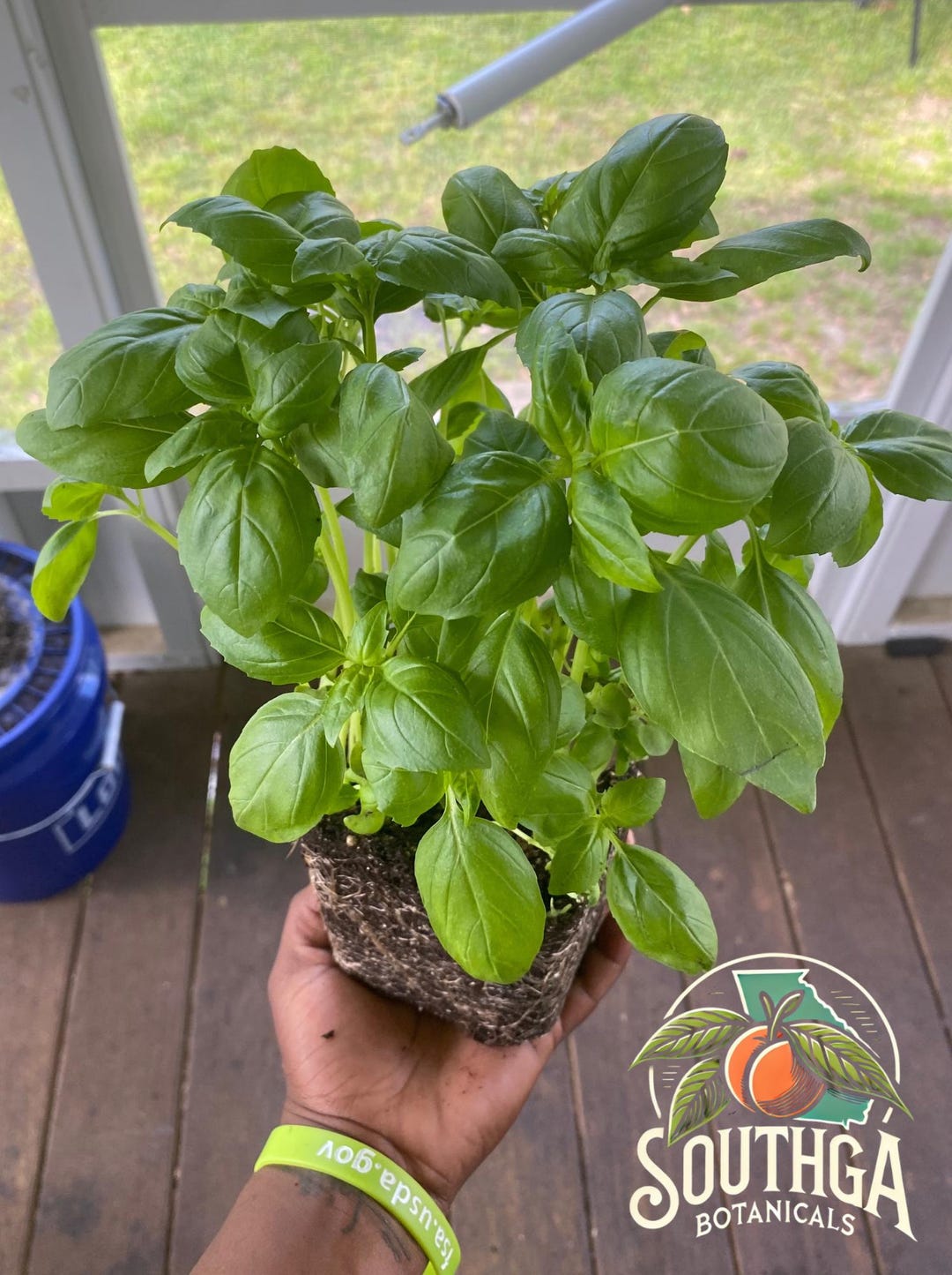 LIVE Sweet Genovese Basil Herb Starter Plant With Roots for Gardening ...