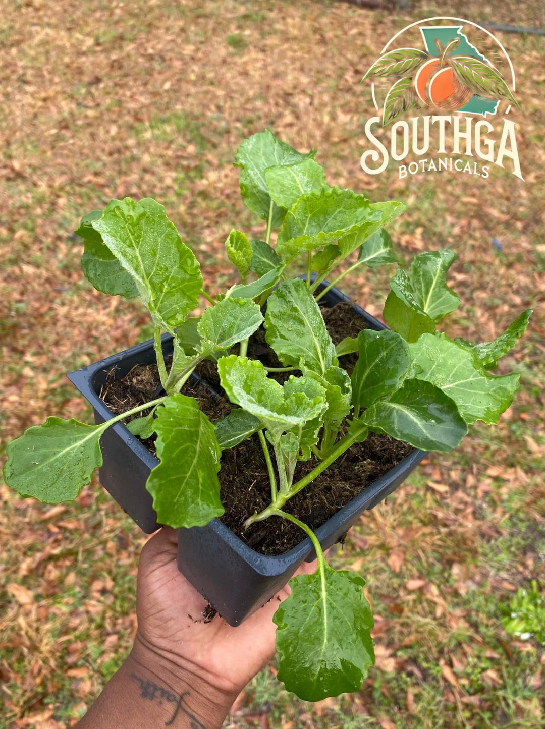 LIVE Morris Heading Collard Green Vegetable Starter Plant With Roots ...