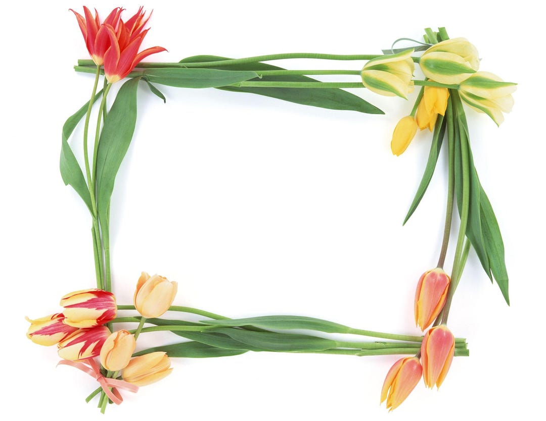 Wallpaper, Tulips Floral Frame - Etsy