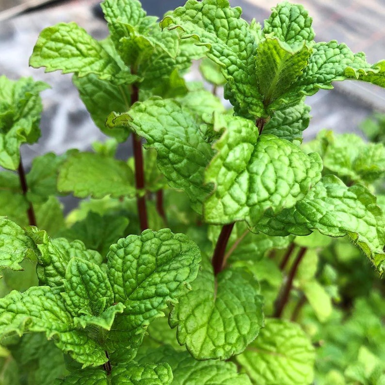 Organic Hand-crushed Dried Mint: Aromatic Turkish Herbal Tea Spice - Etsy