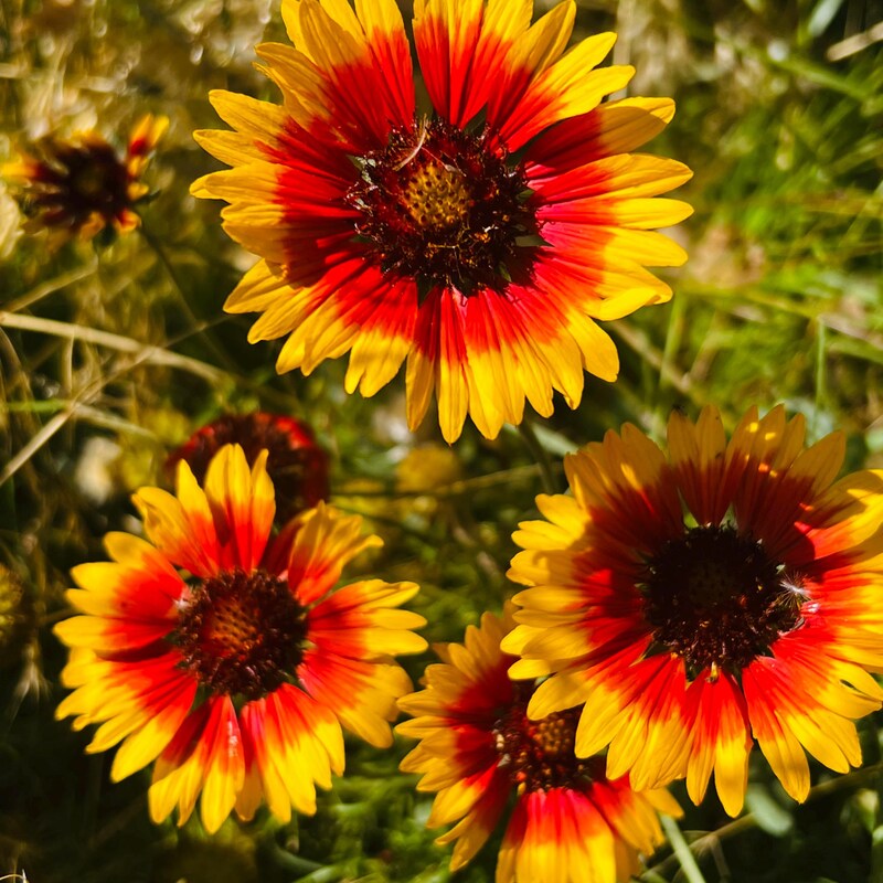 Indian Blankets - Etsy