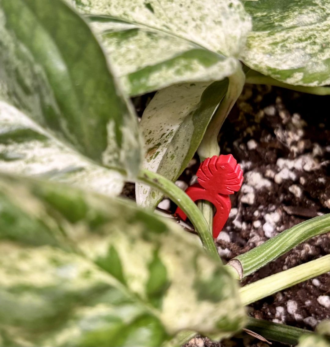 Plant Support Clips, U‑shaped Anchor Clips, Plant Propagation Pin - Etsy