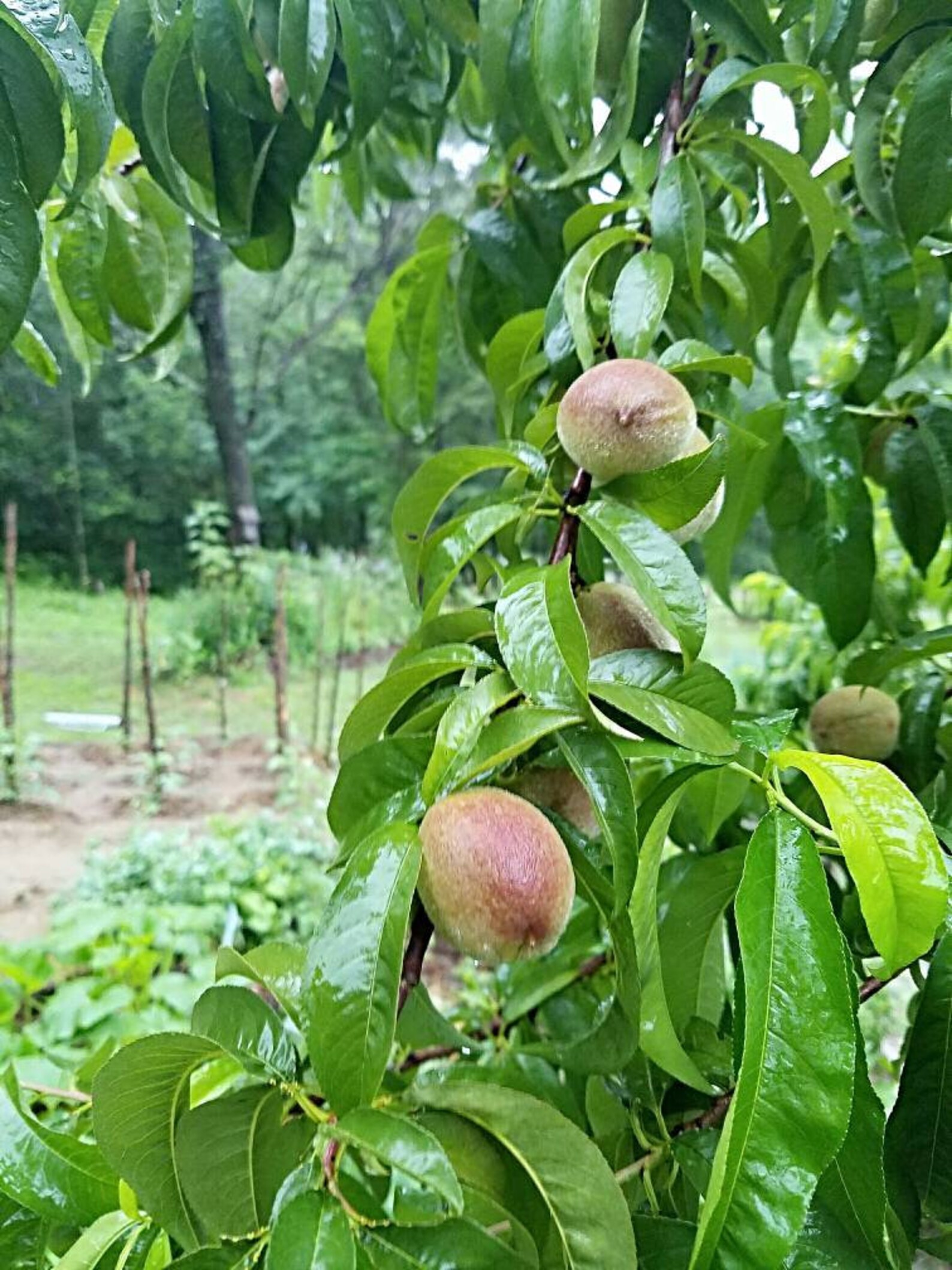 5 ounces Peach Tree Leaves Dried Peach Tree Leaves Peach | Etsy