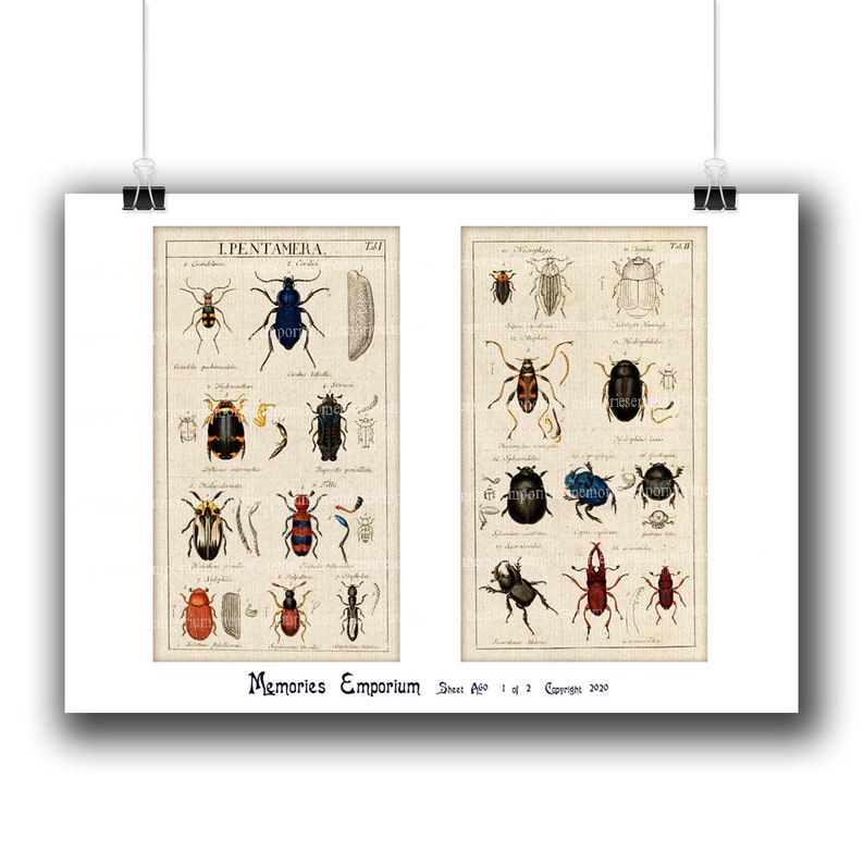 Beetles Bugs Insects Printable Download Antique Pages Antique - Etsy