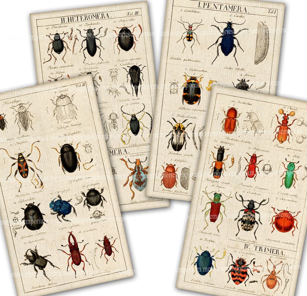 Beetles Bugs Insects Printable Download Antique Pages Antique ...